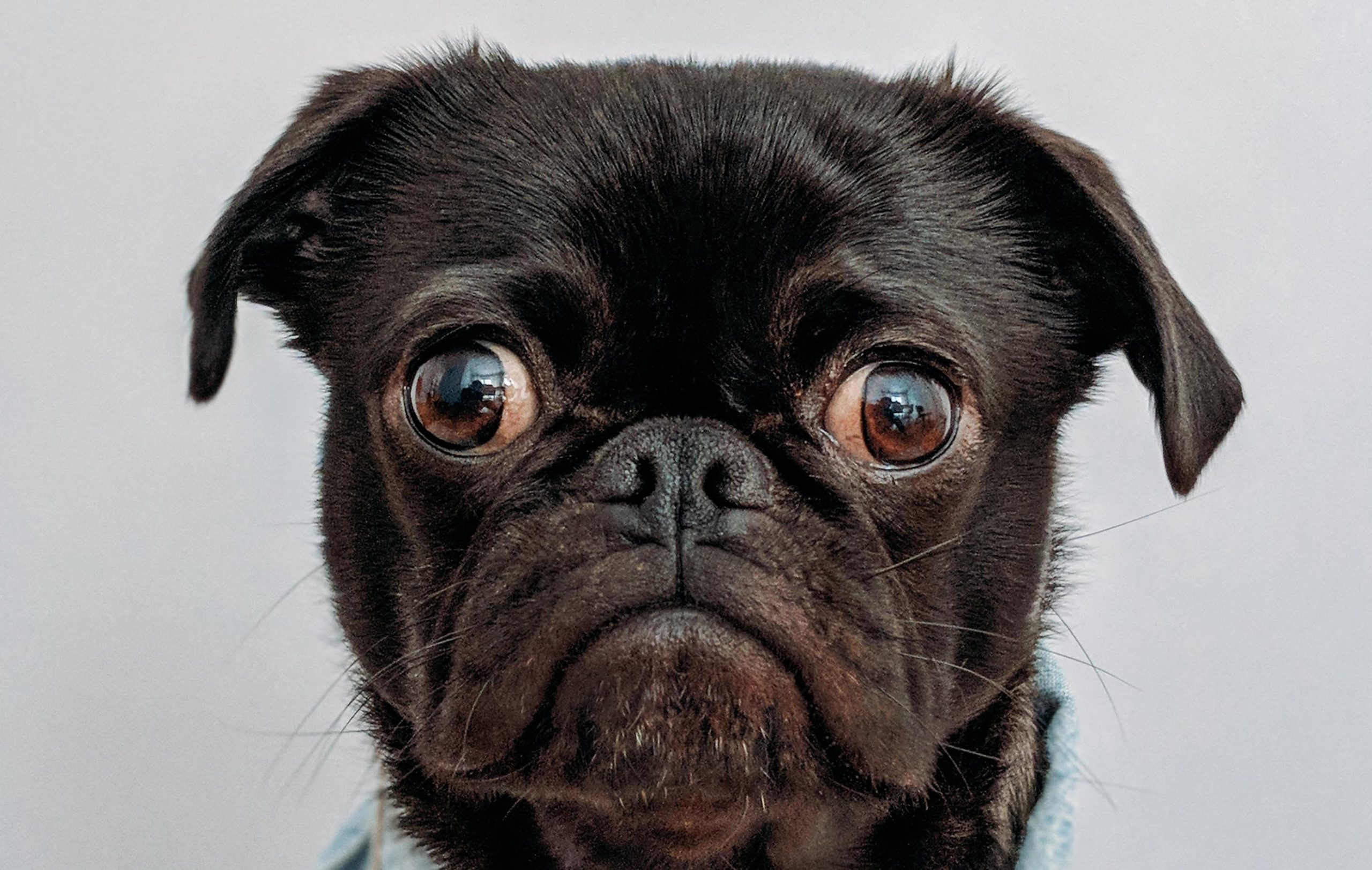 Een mens zonder handen is een hond zonder tanden. | Oneliners op www ...