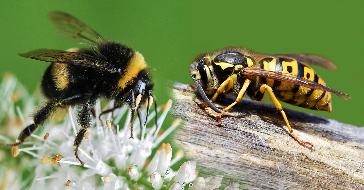 Woorden zijn als bijen: ze hebben honing en angel. | Oneliners op www ...
