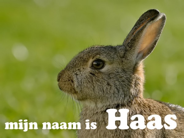 Mijn naam is haas.=Ik weet van niets. | Oneliners op www.one-liners.nl