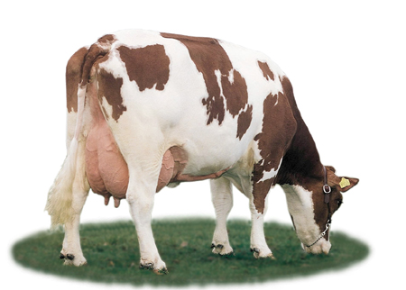 Hij heeft een melkkoe.=Hij heeft iemand die hem financieel helpt ...