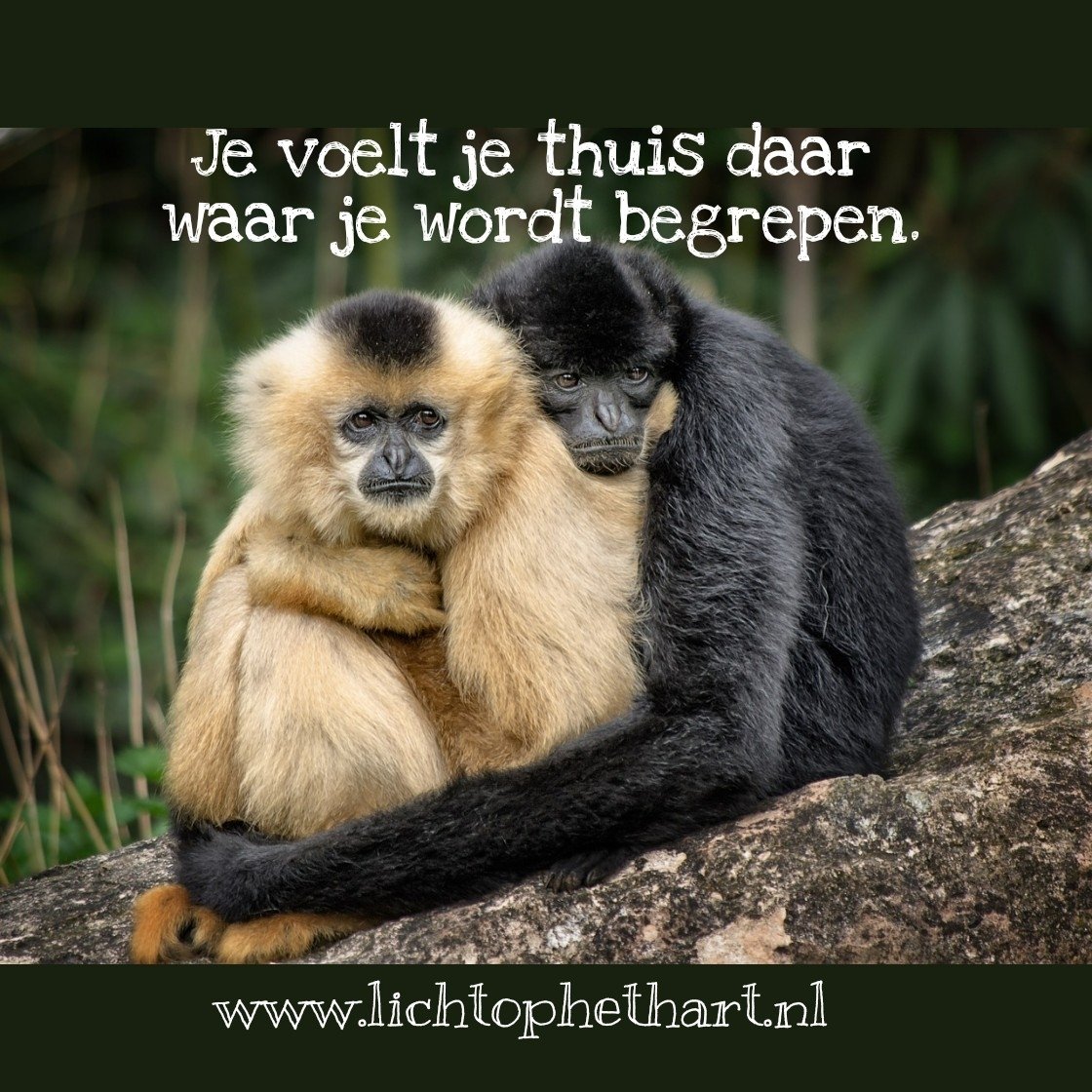 Je voelt je thuis, daar waar je wordt begrepen. | Oneliners op www.one ...