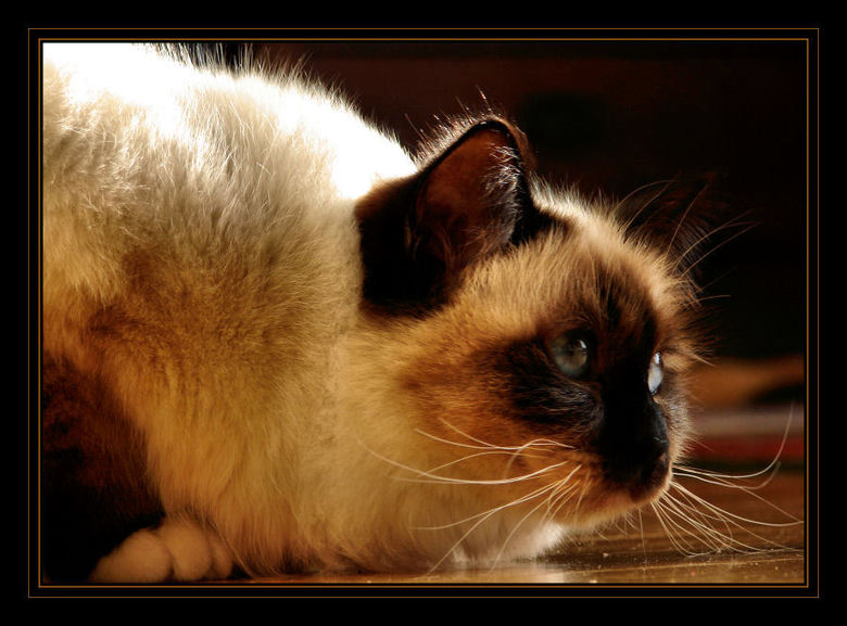 Op zijn luimen liggen.=Op de loer liggen. | Oneliners op www.one-liners.nl