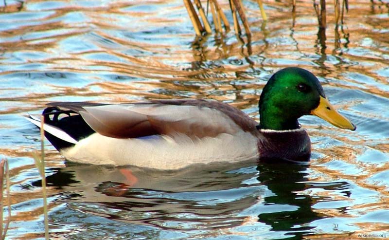 Het lijkt op een eend , het kwaakt als een eend , dan is het ook een ...